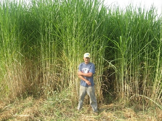 MARALFALFA YEM BİTKİSİ | Teff Grass